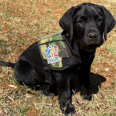 Apply For Psychiatric & Mobility Service Dog | Valor Service Dogs ...