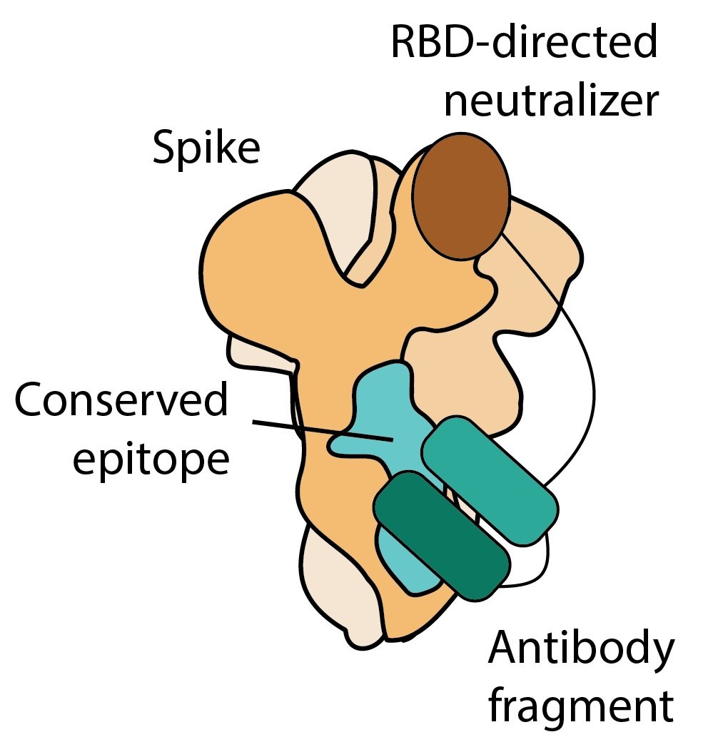 Research — the Peter Kim Lab