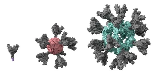 Publications — the Peter Kim Lab