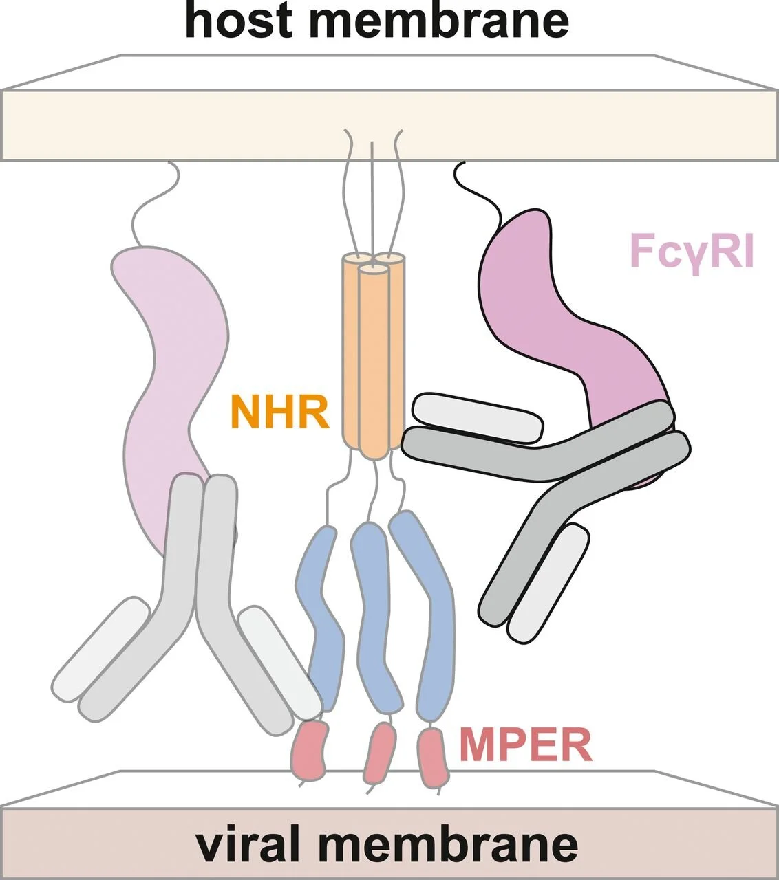 the Peter Kim Lab