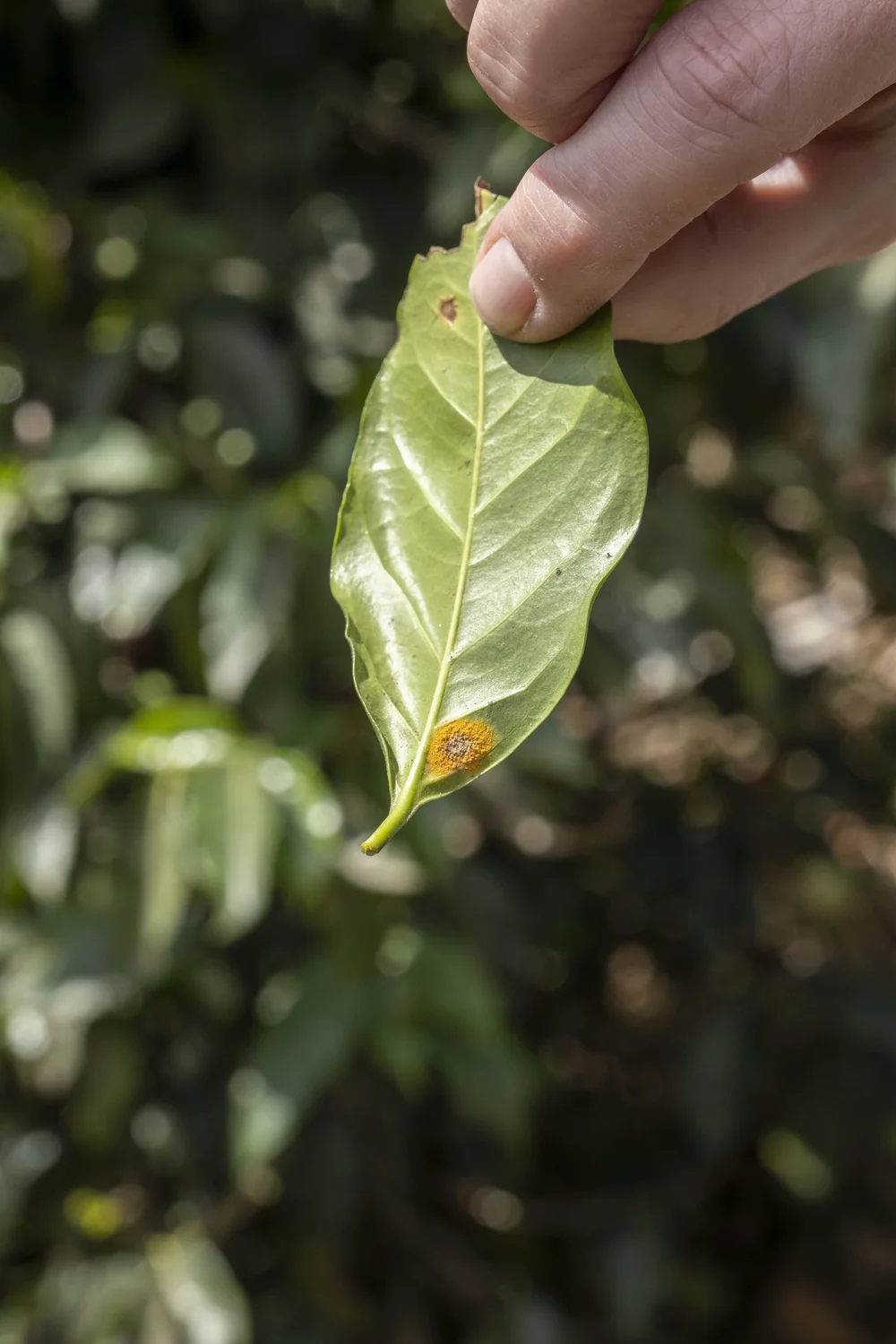 IS THIS FUNGUS KILLING COFFEE?! — Deeper Roots Coffee