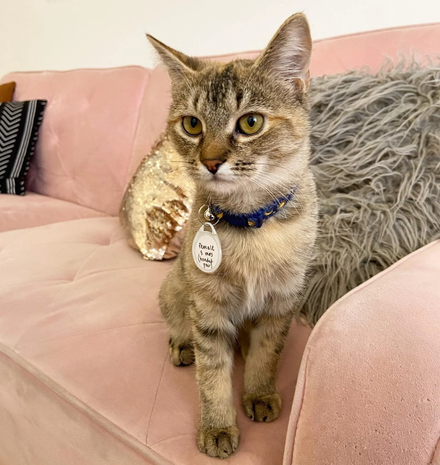 Visit — Pounce Cat Cafe