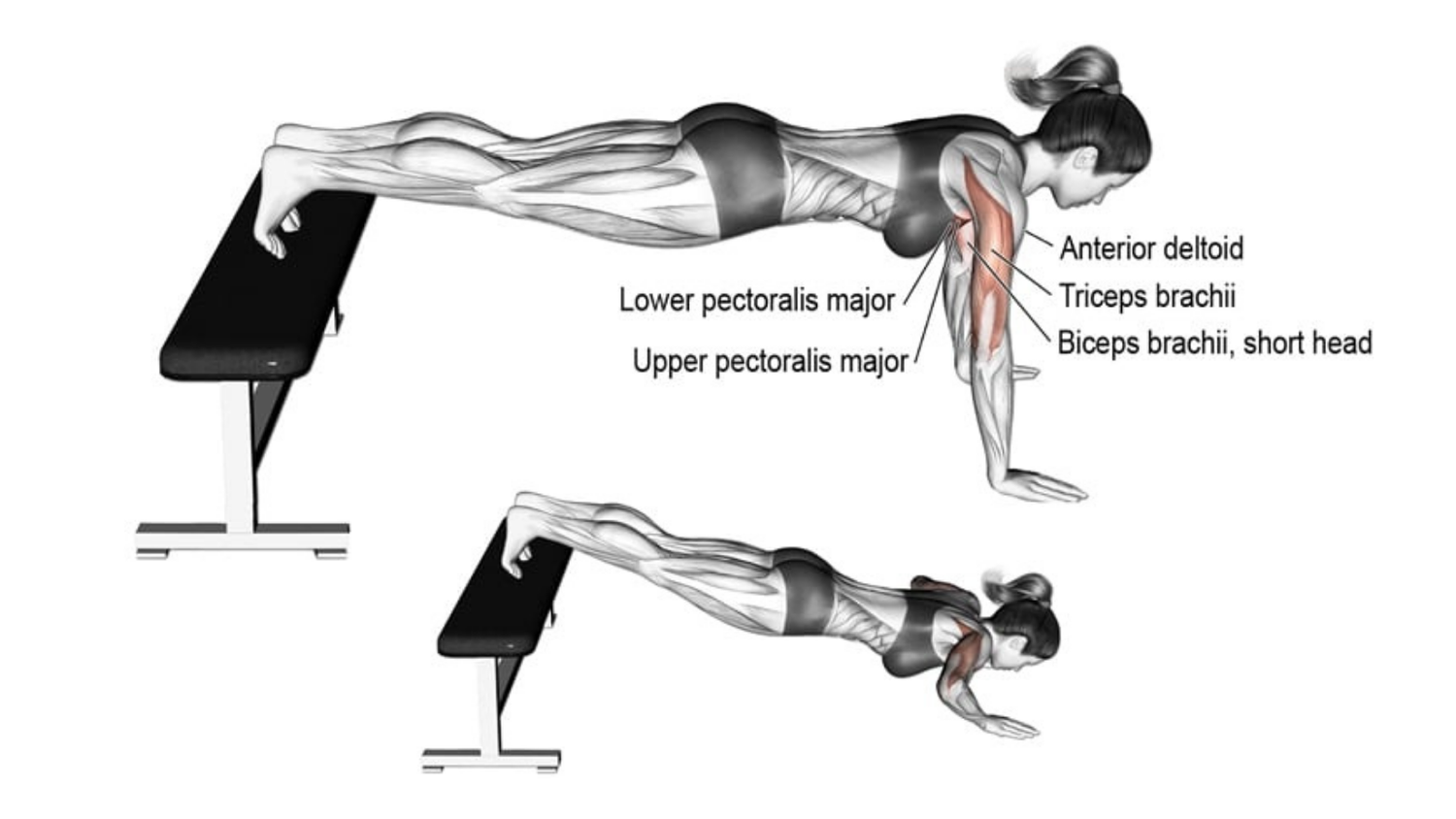 The Push-Up Solution — The Online School of Exercise