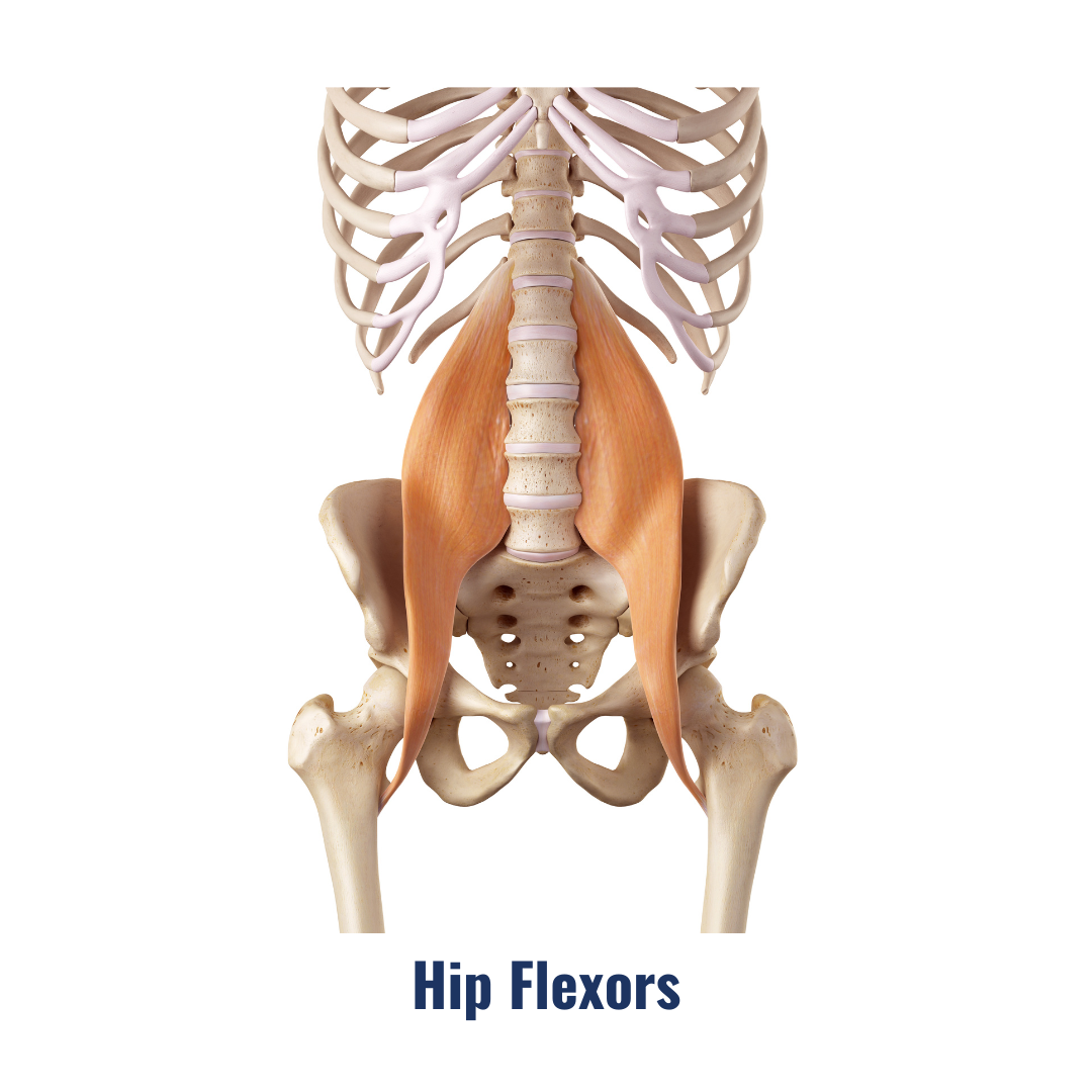 Assessments — The Online School of Exercise