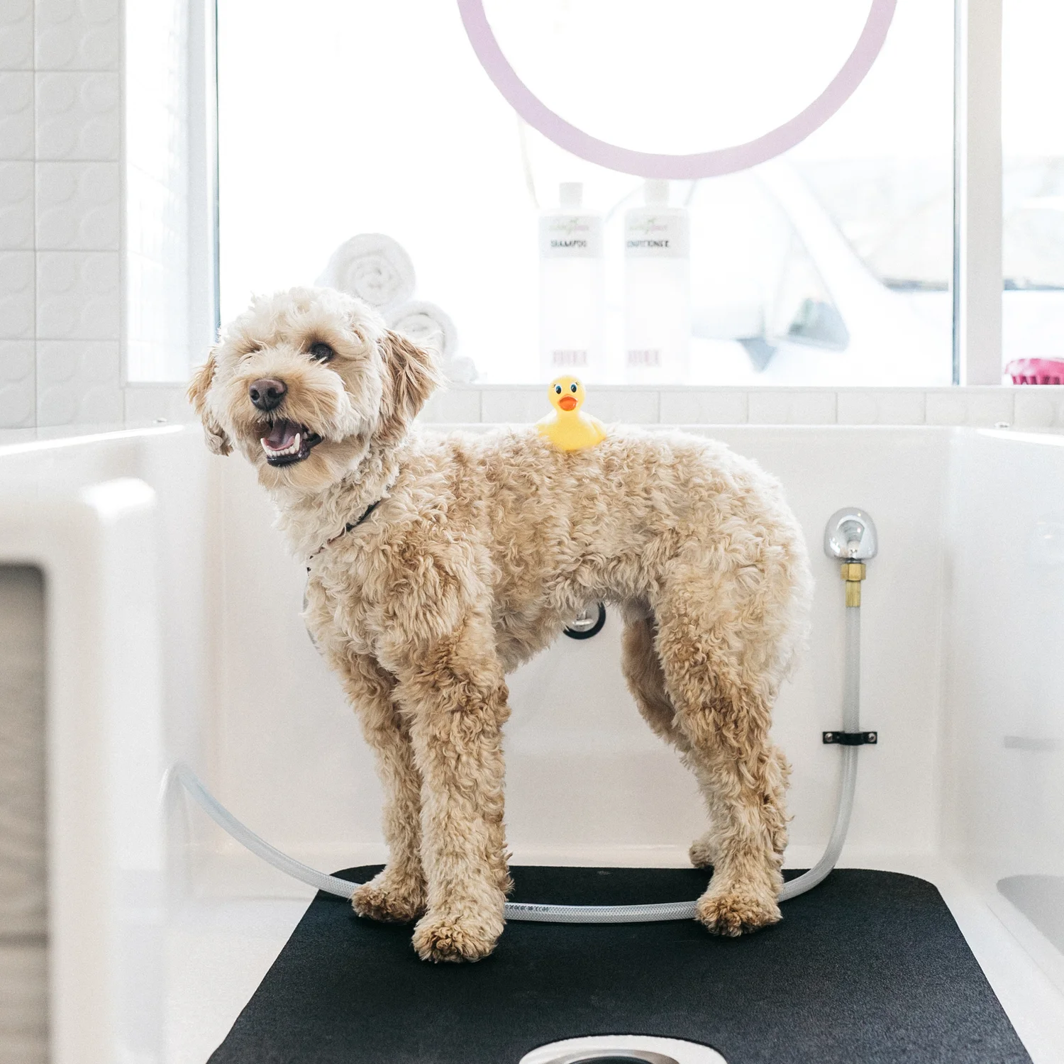 Introducing the Doodle Puppy Package — Bubbly Paws : Self Service Dog ...