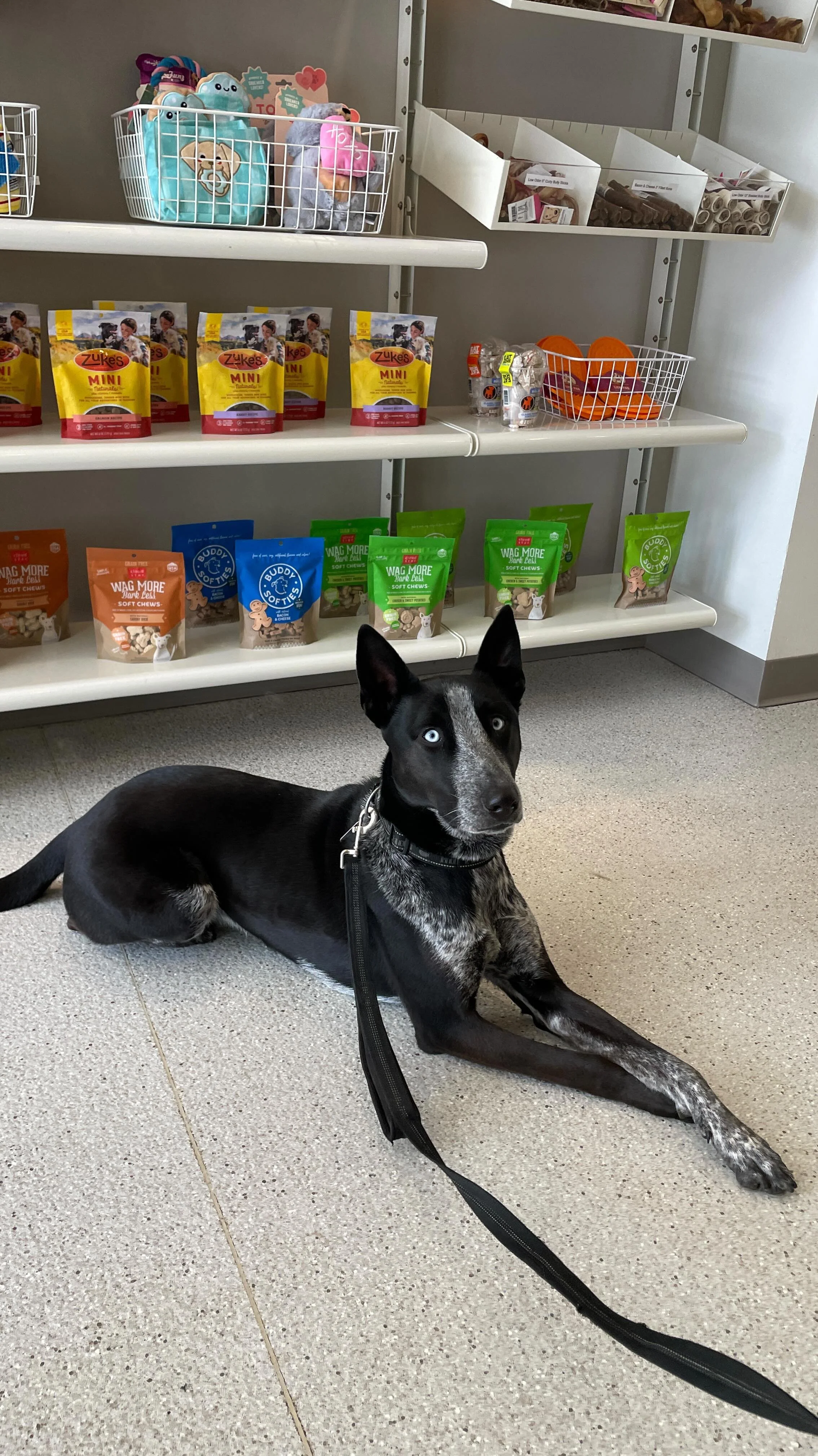 Contact — Bubbly Paws : Self Service Dog Wash and Grooming