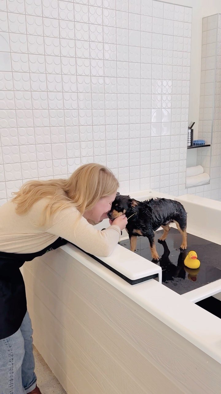 Bubbly Paws : Self Service Dog Wash and Grooming