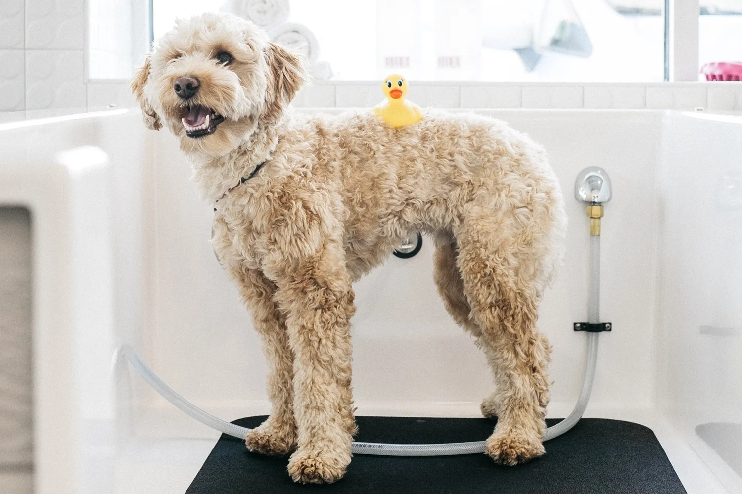 Newark Dog Spa — Bubbly Paws : Award Winning Dog Grooming, Self Service ...