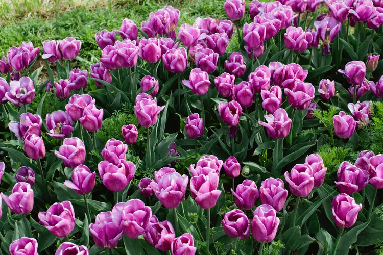 Veldheers Tulip Farm — Selective Potential
