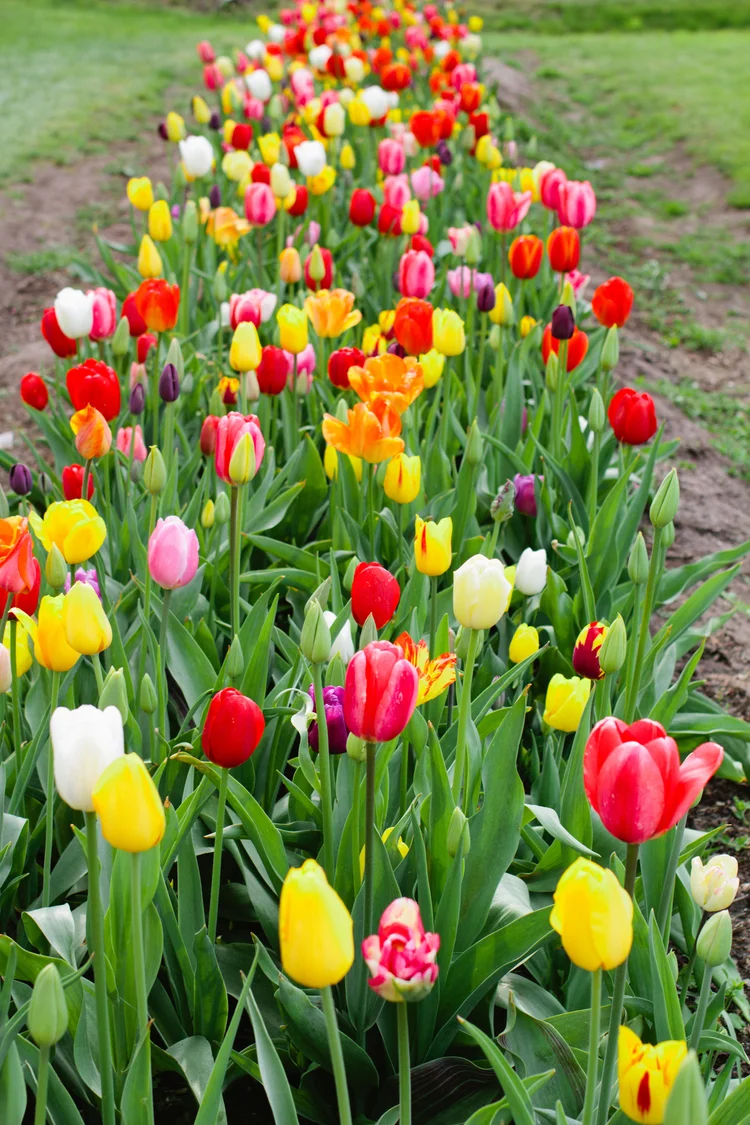 Veldheers Tulip Farm — Selective Potential