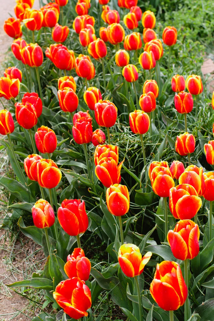 Veldheers Tulip Farm — Selective Potential