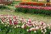 Veldheers Tulip Farm — Selective Potential