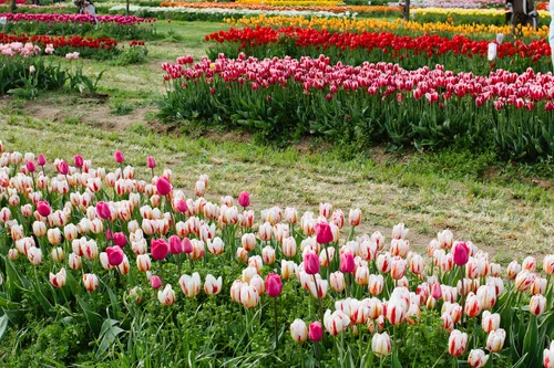 Veldheers Tulip Farm — Selective Potential