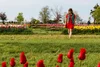Veldheers Tulip Farm — Selective Potential