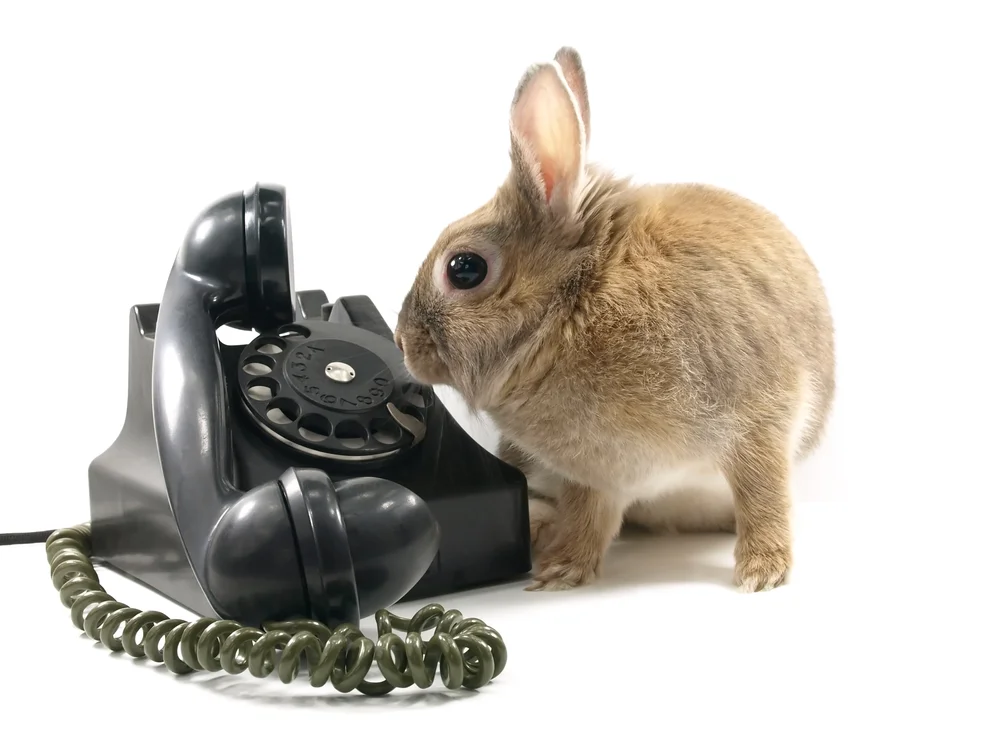 Contact — All Creatures Animal Clinic