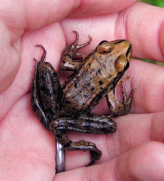 Linnton FrogsLinntonFrogs