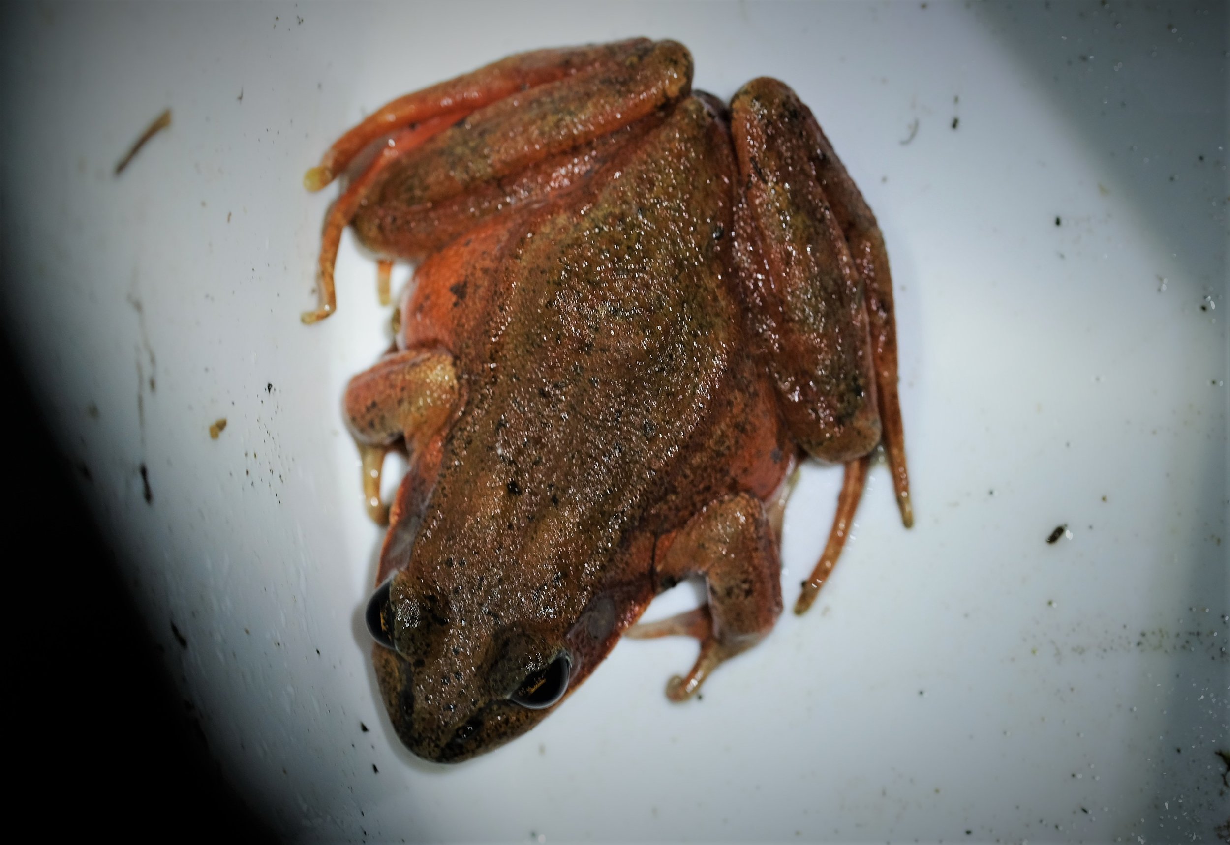 Numbers — Linnton Frogs