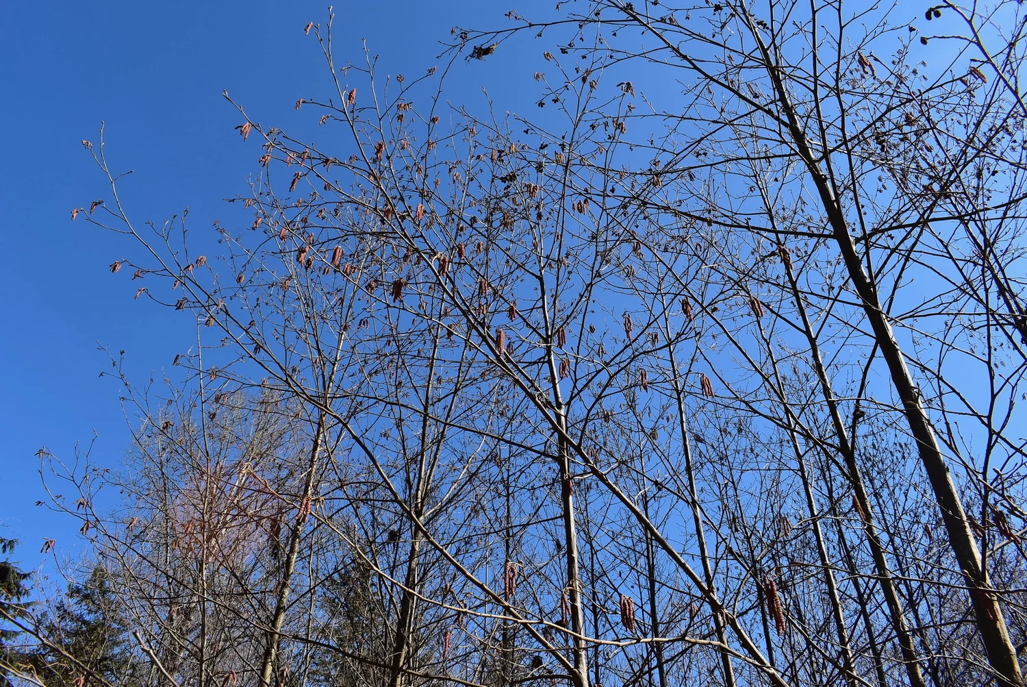 Timing your Seeds in Spring — Ravensong Seeds & Herbals