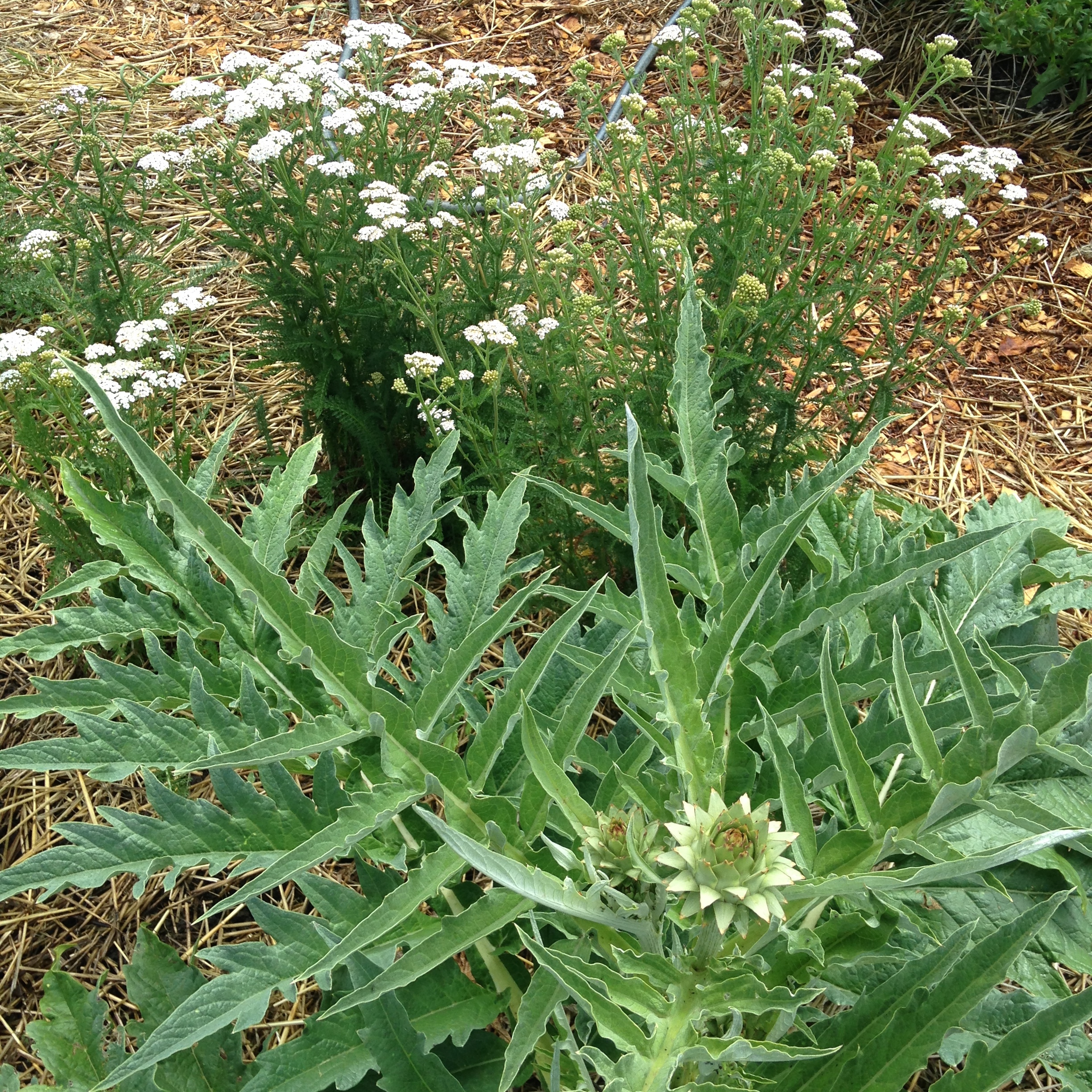 Cardoon Seeds — Ravensong Seeds & Herbals