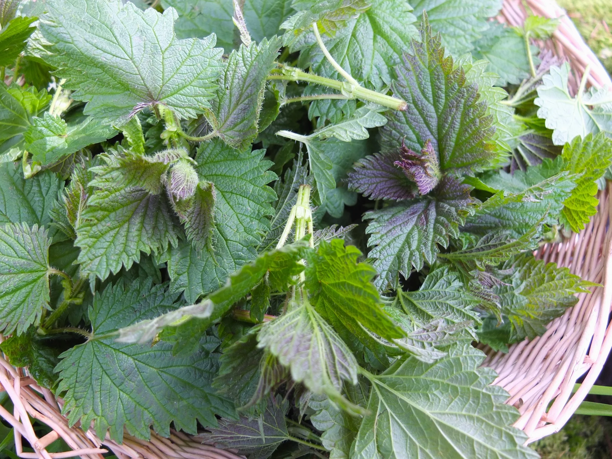 Blog — Ravensong Seeds & Herbals