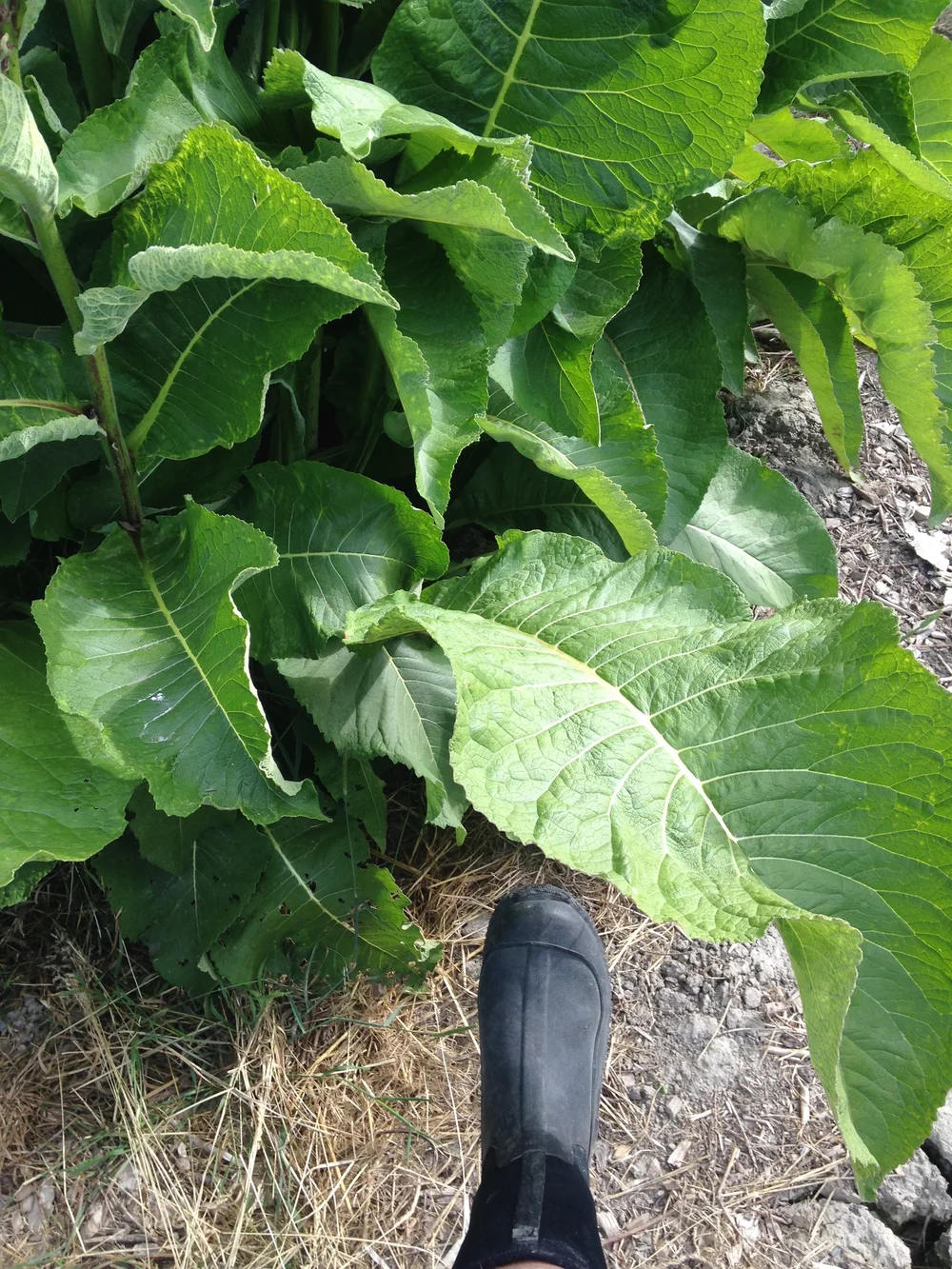 Benefits And Uses Of Elecampane Serenity Hill Farmstead