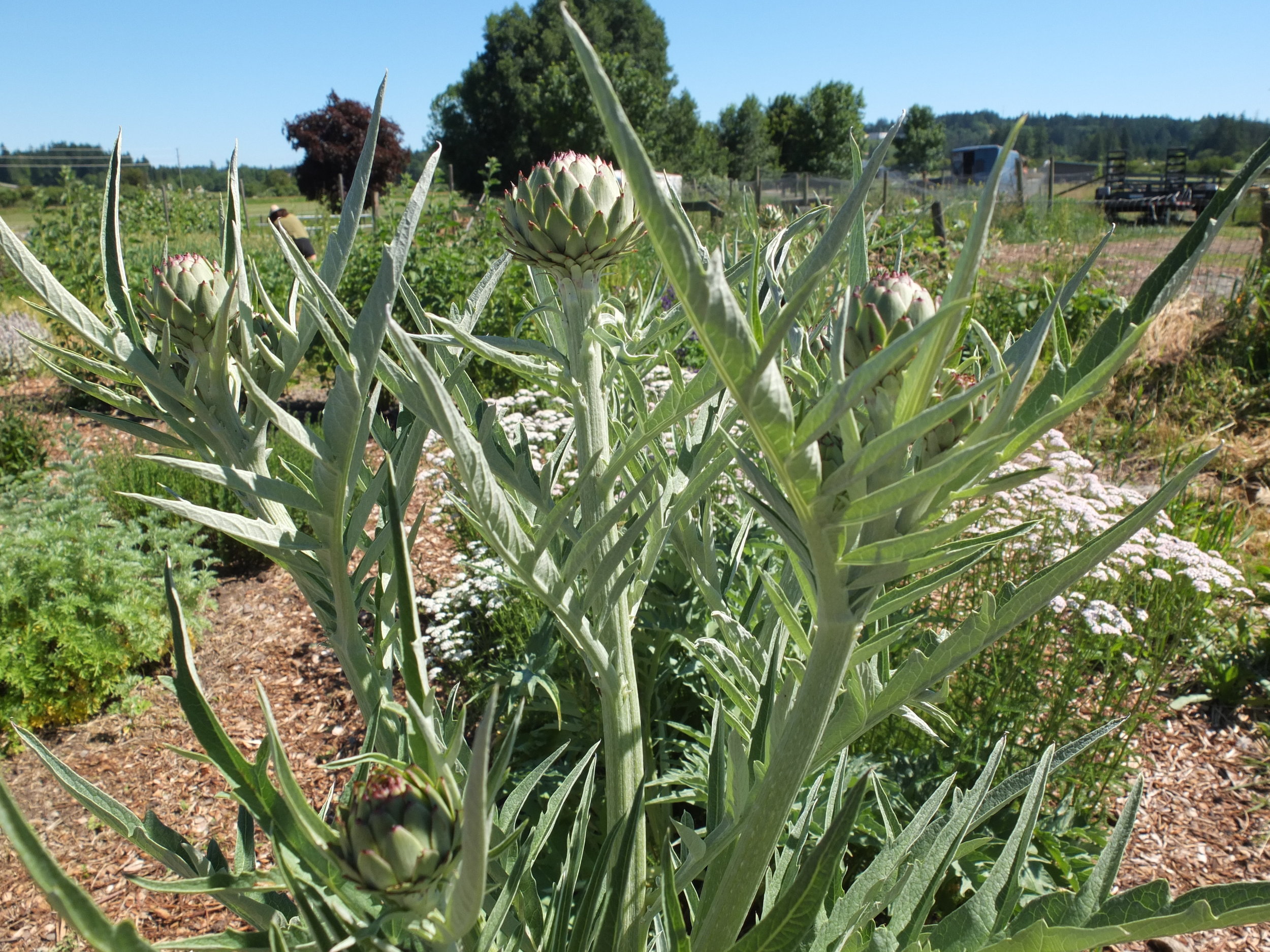 Cardoon Seeds — Ravensong Seeds & Herbals