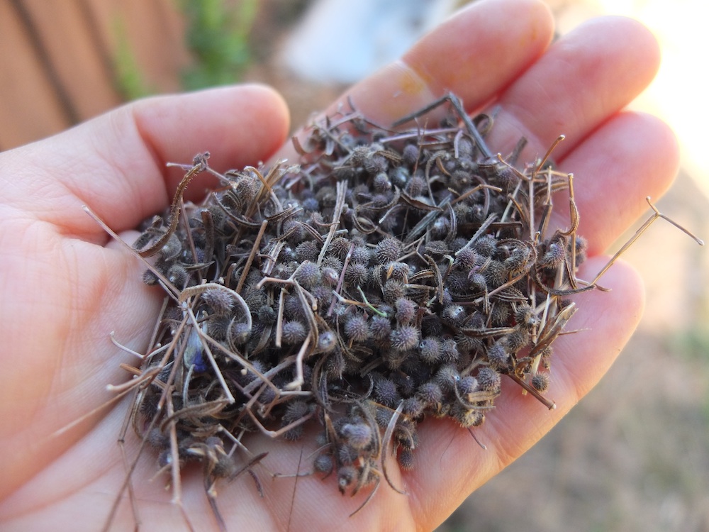 Galium Aparine Seeds