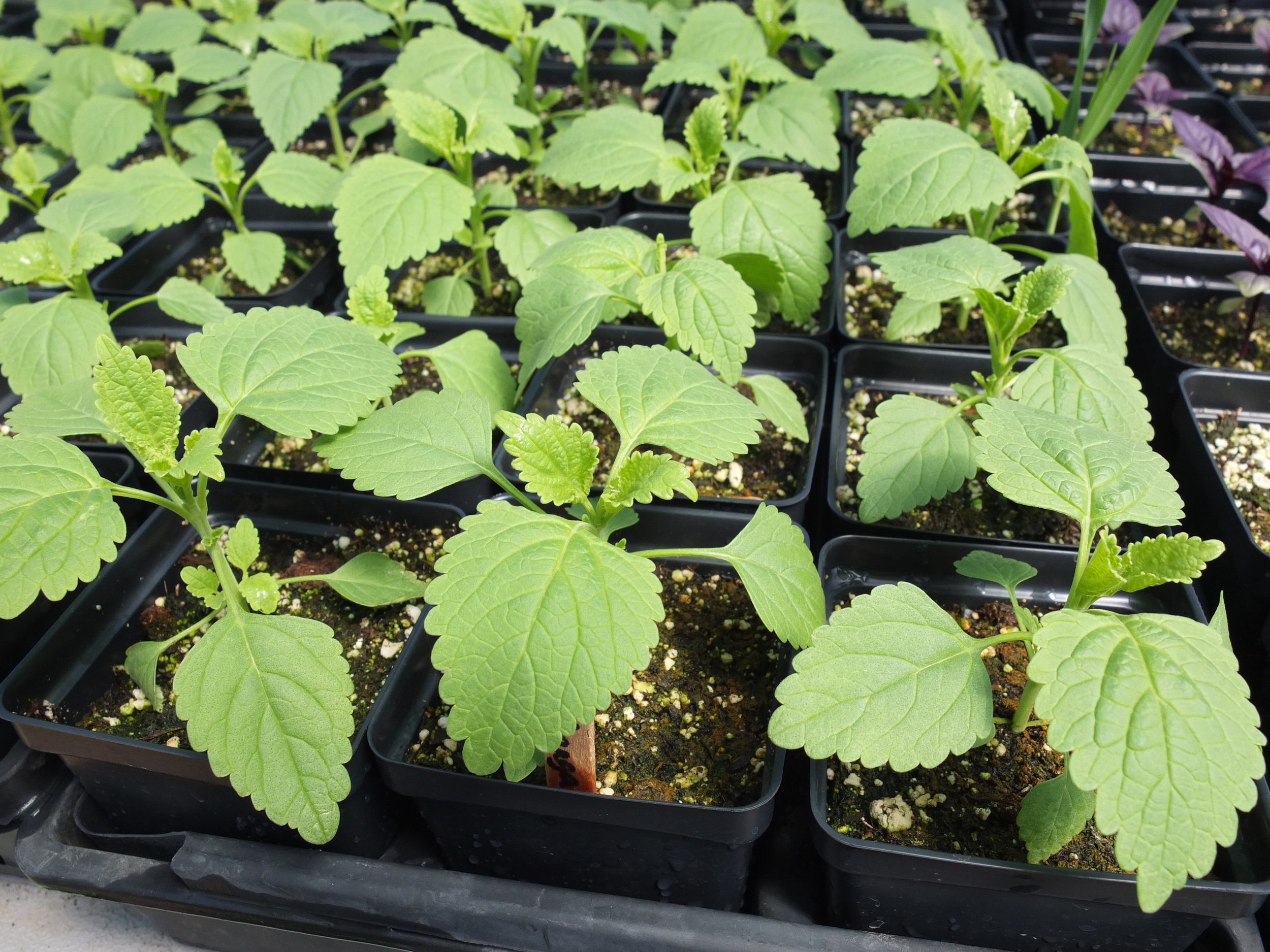 Wild Dagga Seeds — Ravensong Seeds & Herbals