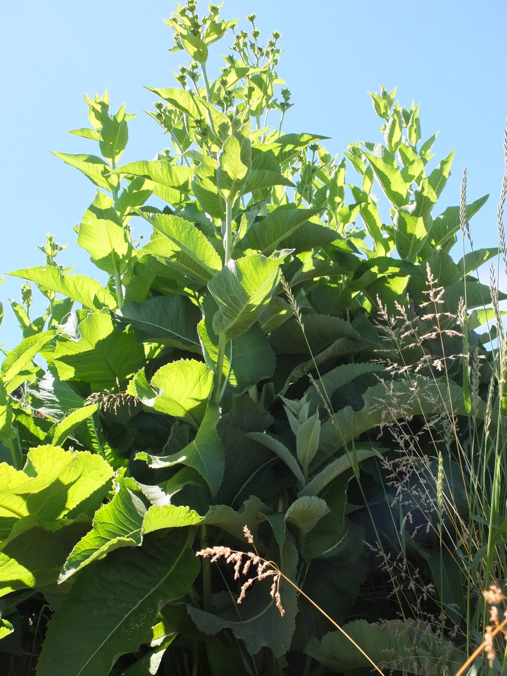 Benefits And Uses Of Elecampane Serenity Hill Farmstead