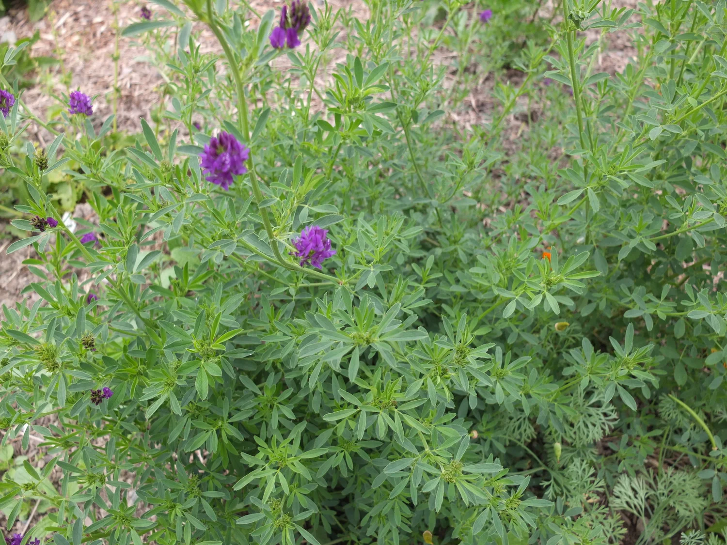 Alfalfa Plant Medicinal Uses