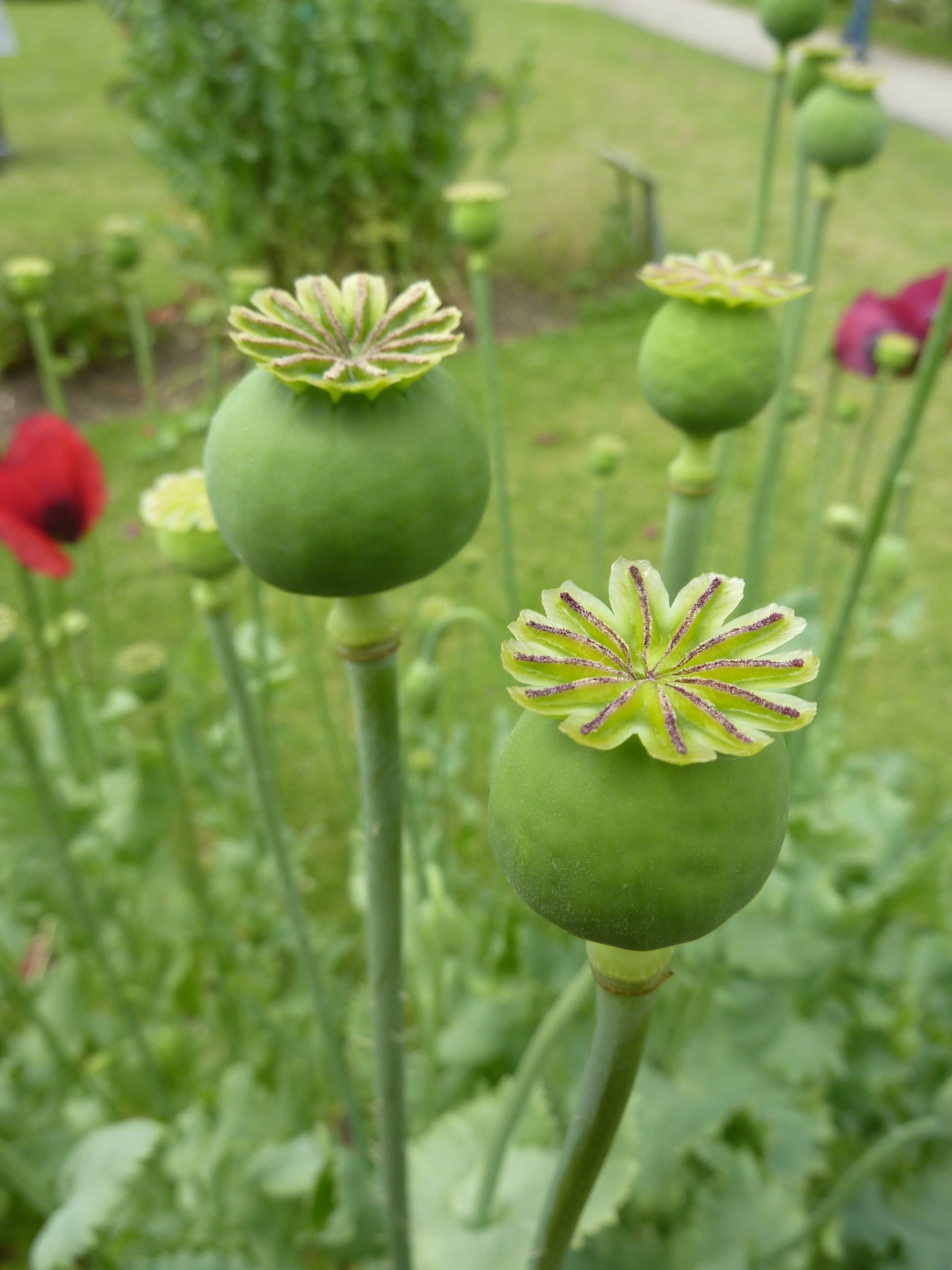 Opium Poppy Seeds (Papaver somniferum) | Medicinal & Edible Seed Poppy ...