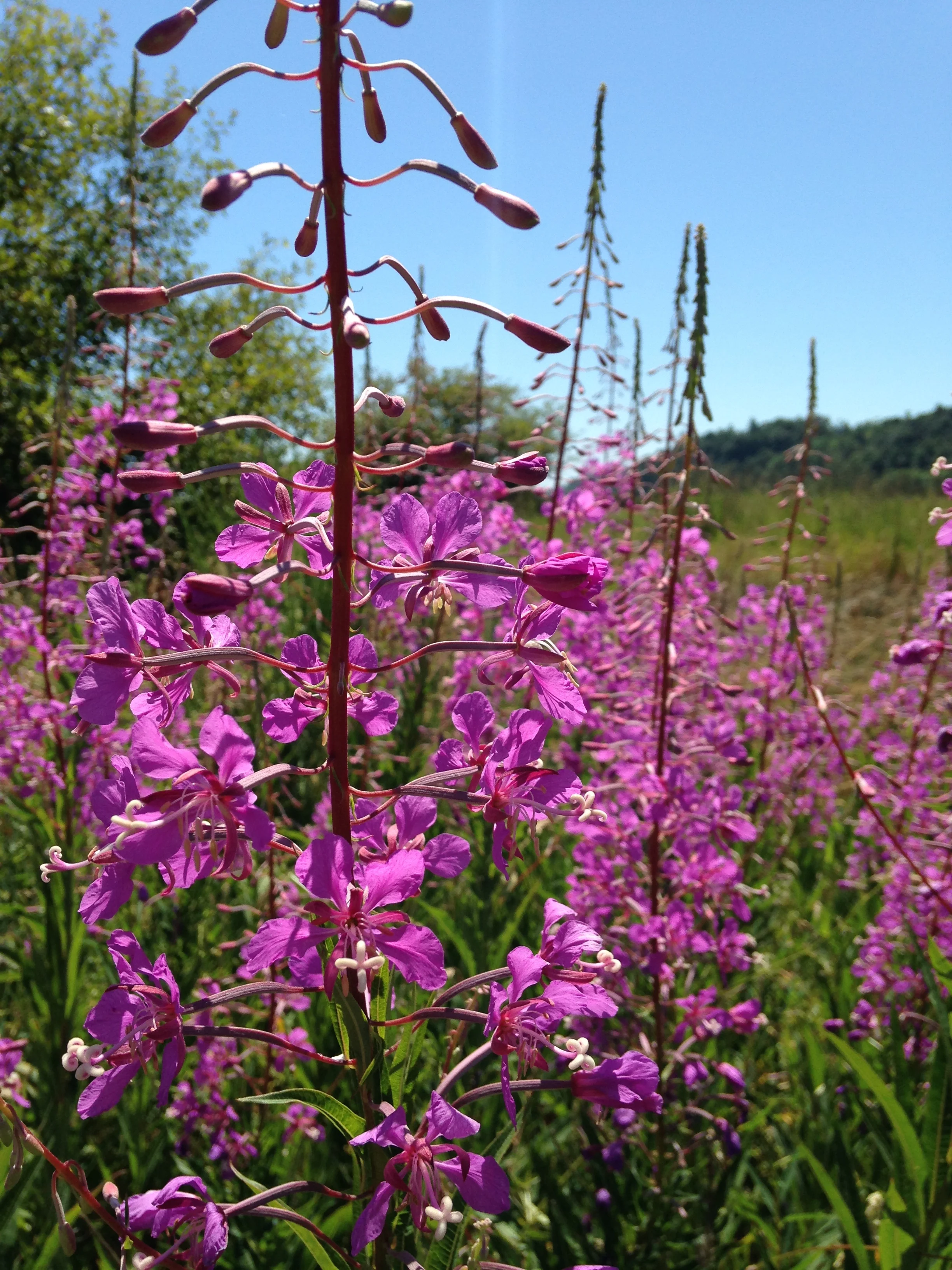 Fireweed Seeds — Ravensong Seeds & Herbals