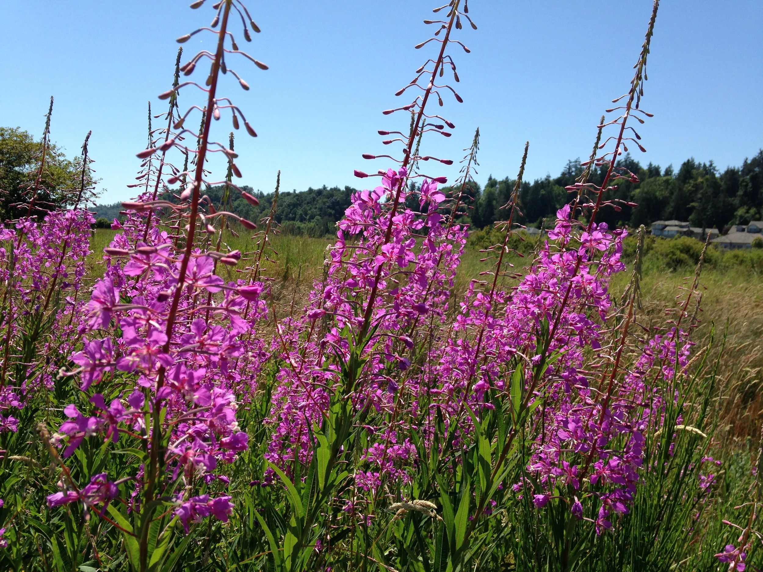 Fireweed Seeds — Ravensong Seeds & Herbals
