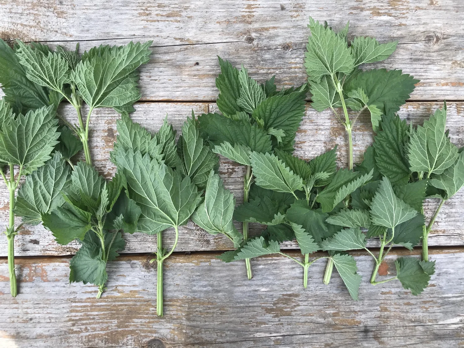 Ringing (...or Stinging) in the Spring with Nettle — Ravensong Seeds ...