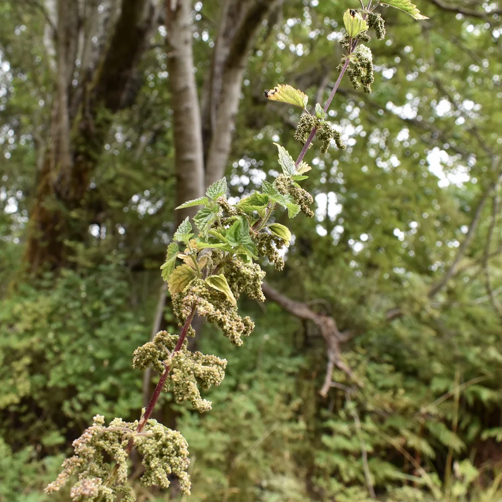 Nettle Seed Season | Restoring the Warrior — Ravensong Seeds & Herbals