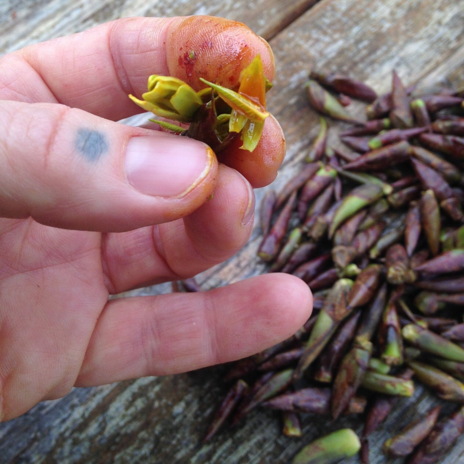 Poplar Medicine | From Winter to Spring — Ravensong Seeds & Herbals