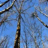 Poplar Medicine | From Winter to Spring — Ravensong Seeds & Herbals