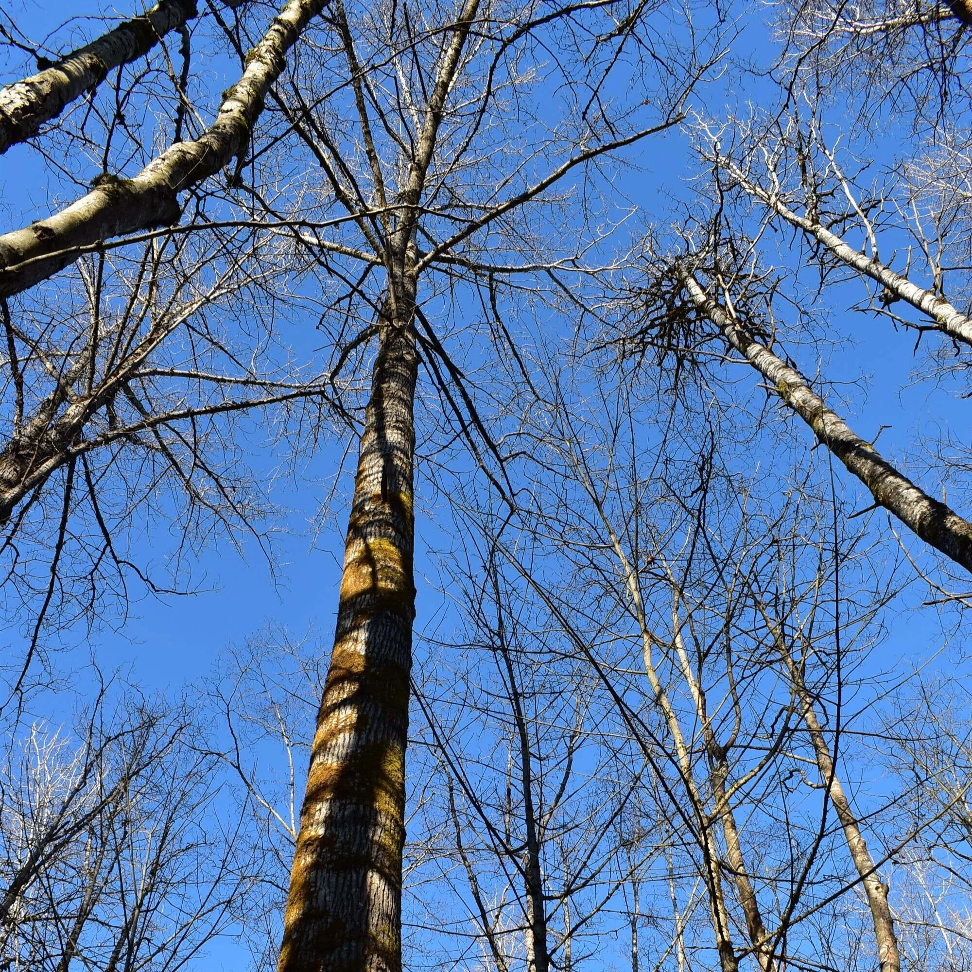 Poplar Medicine | From Winter to Spring — Ravensong Seeds & Herbals