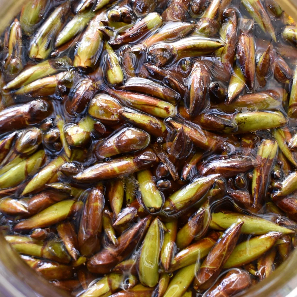 Poplar Medicine | From Winter to Spring — Ravensong Seeds & Herbals