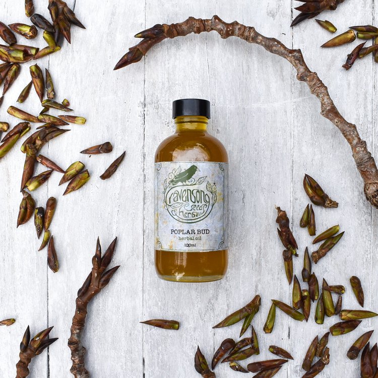 Poplar Medicine | From Winter to Spring — Ravensong Seeds & Herbals