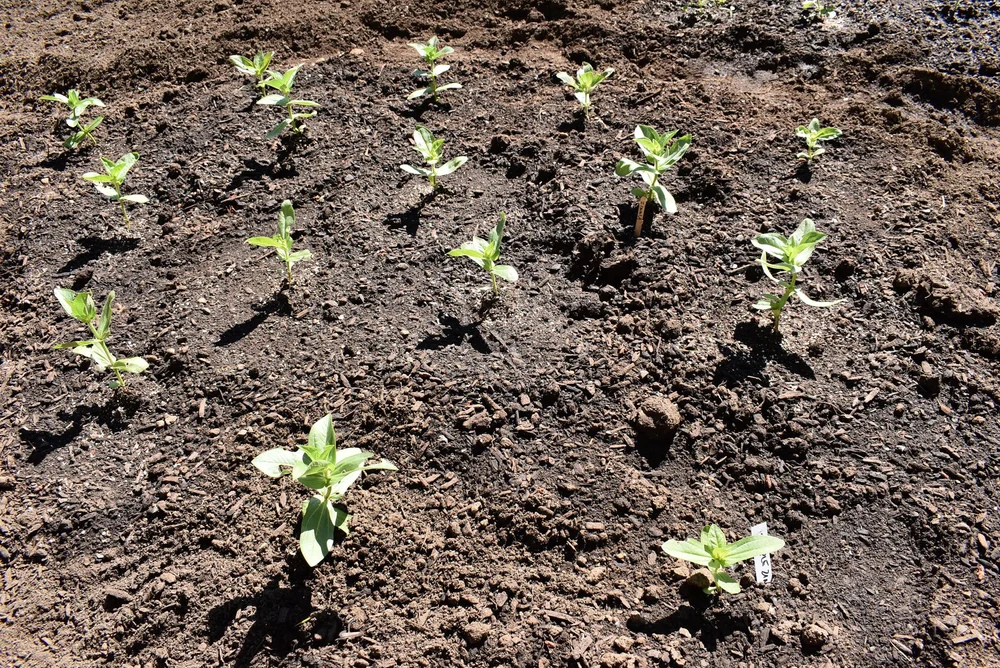 Timing your Seeds in Spring — Ravensong Seeds & Herbals