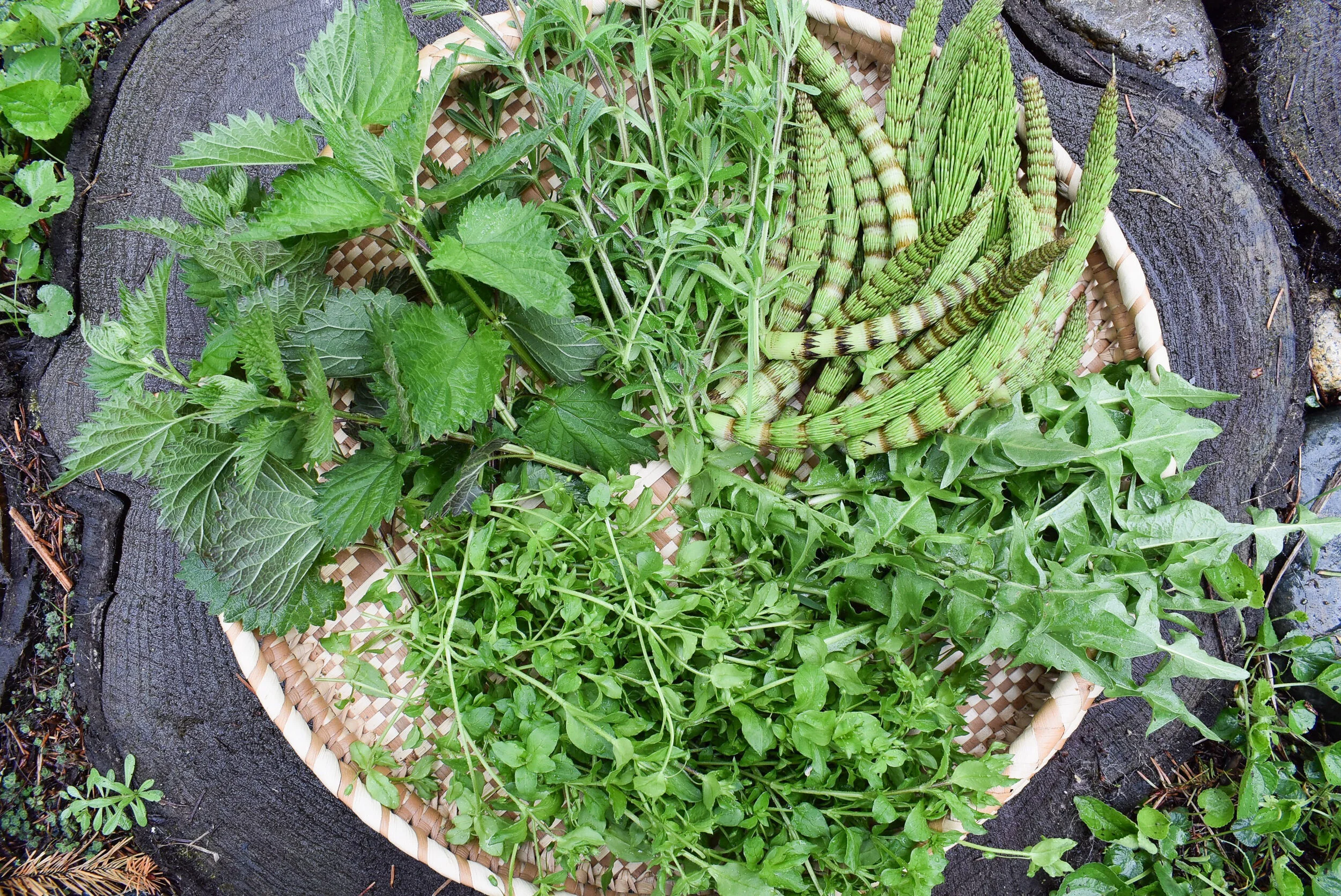 Spring Tonics | 5 spring herbs for cleansing & revitalization ...