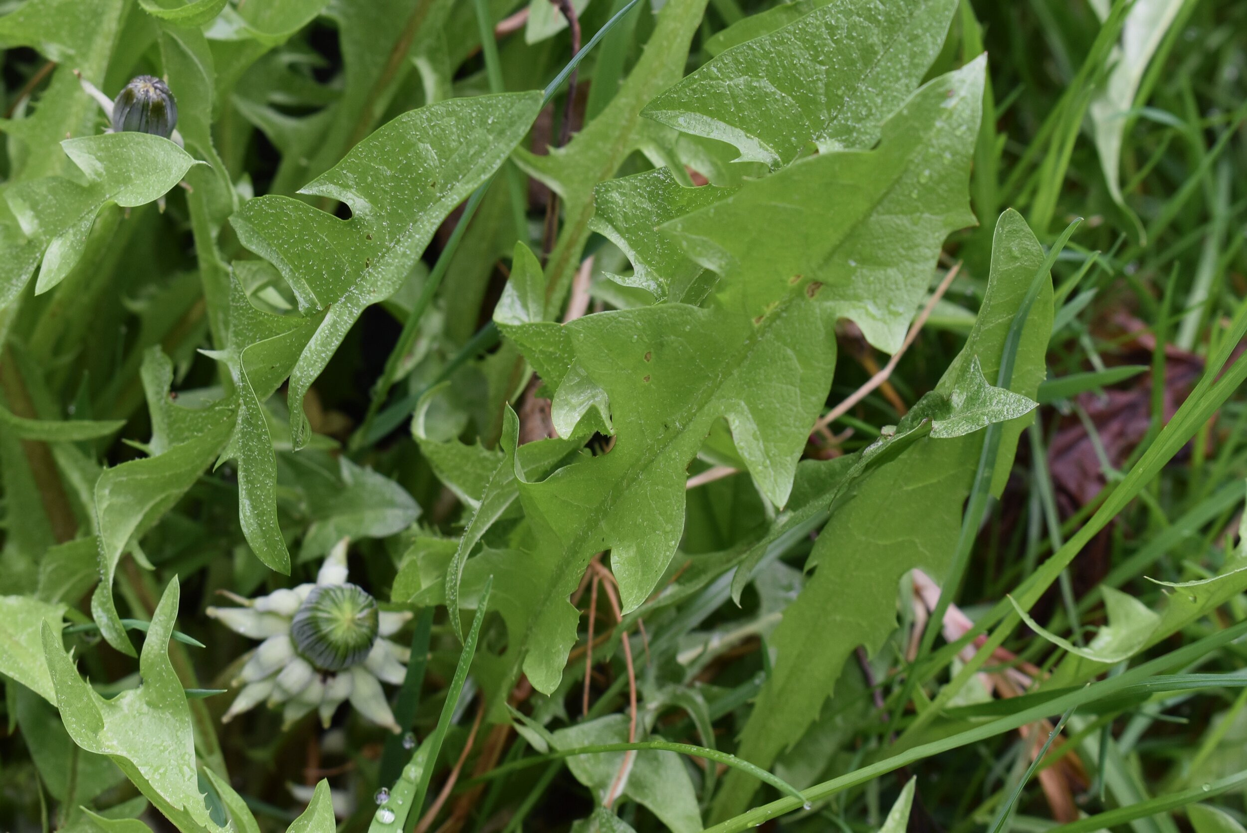 Spring Tonics | 5 spring herbs for cleansing & revitalization ...