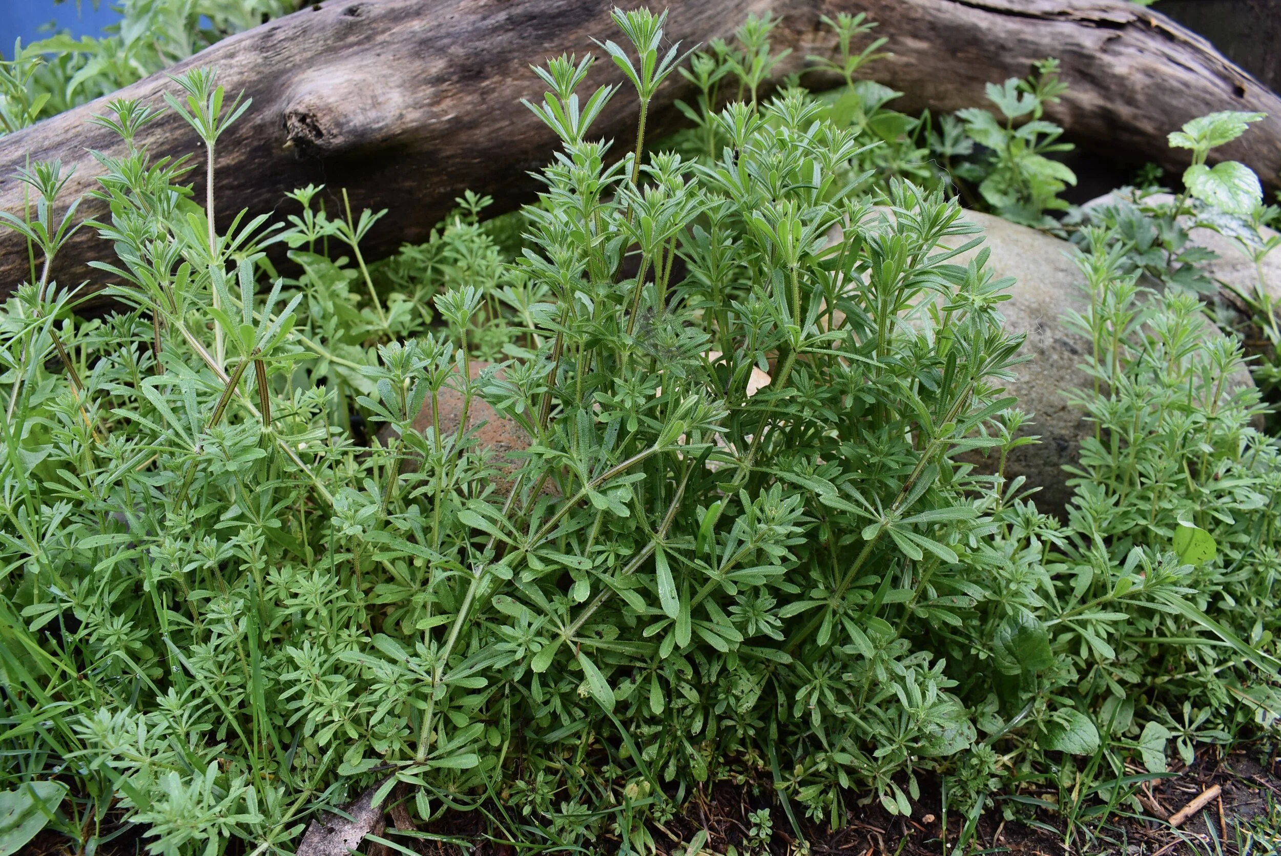 Spring Tonics | 5 spring herbs for cleansing & revitalization ...