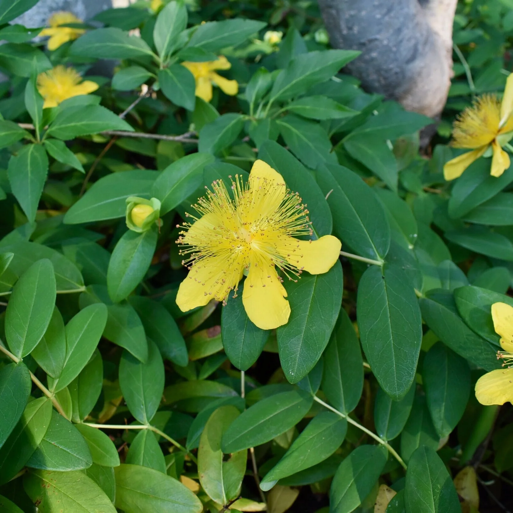 St. John's Wort | A Summer's Solace — Ravensong Seeds & Herbals