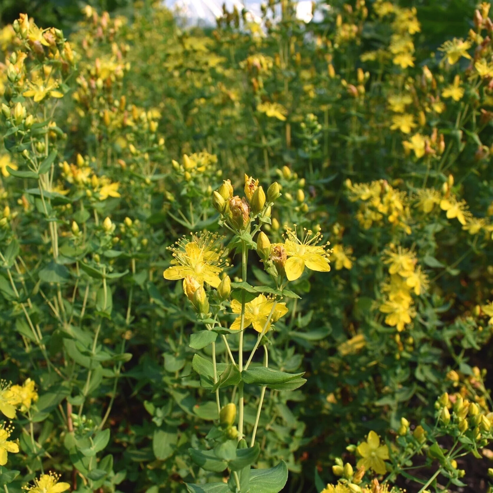 St. John's Wort | A Summer's Solace — Ravensong Seeds & Herbals