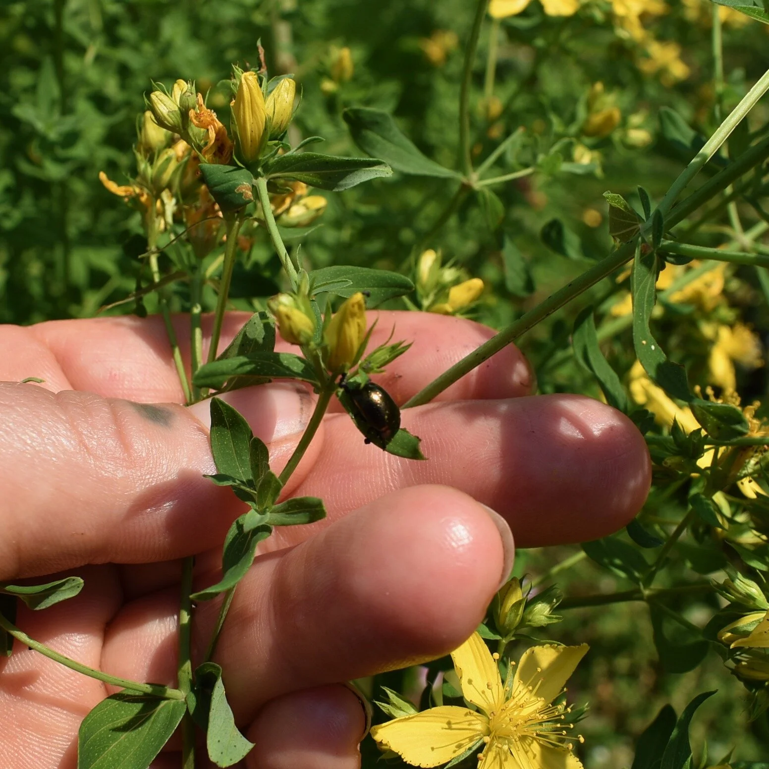 St. John's Wort | A Summer's Solace — Ravensong Seeds & Herbals