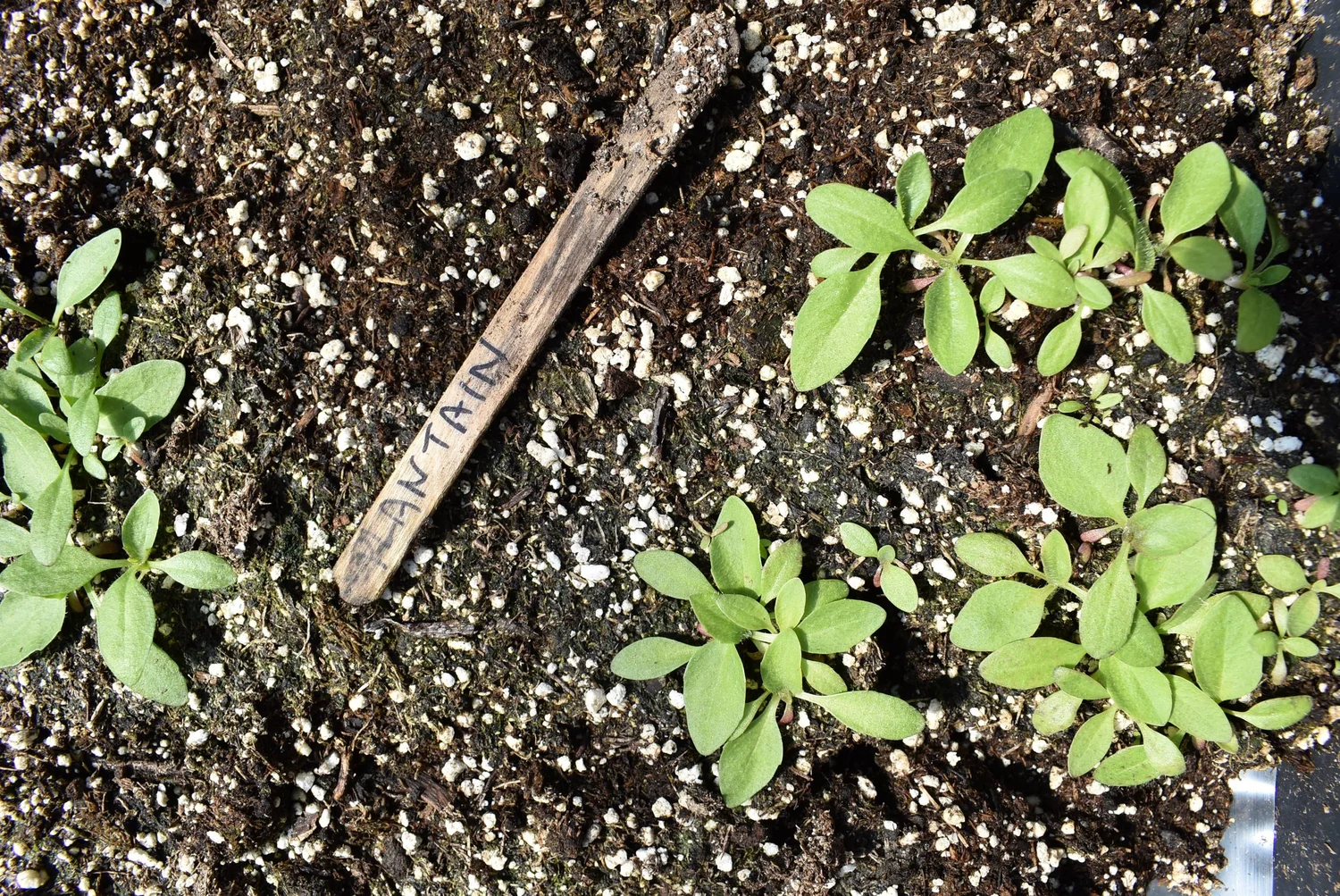 Broadleaf Plantain Seedling