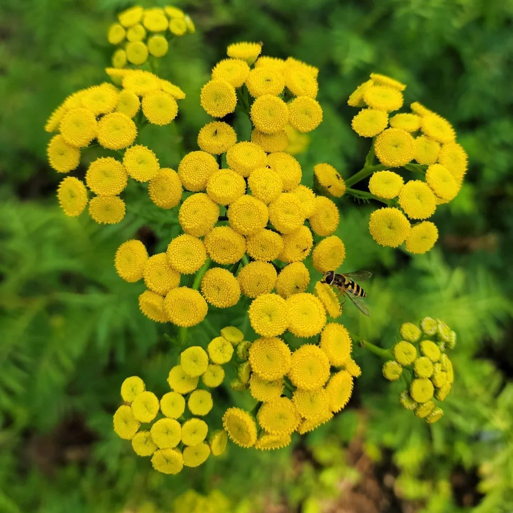 Tansy Plant