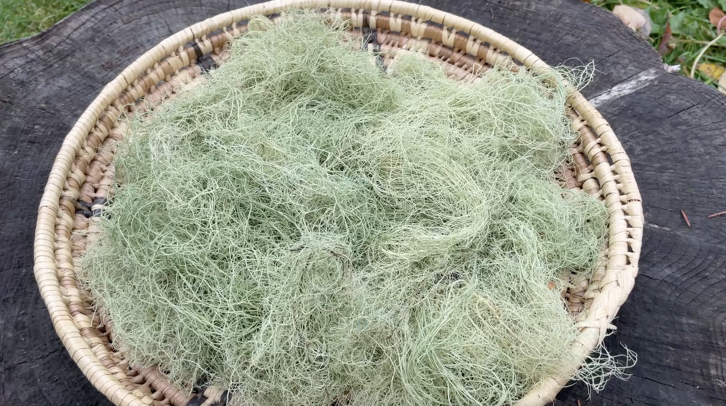 Usnea (Old Man’s Beard) | Medicinal Uses, Identification & Harvesting ...